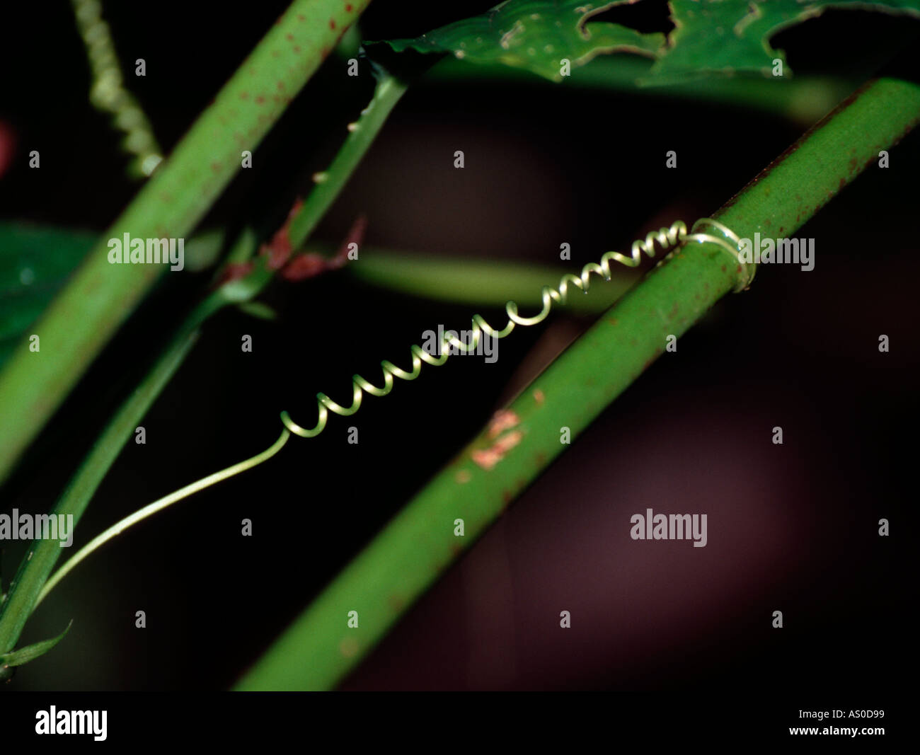 Tendrils hi-res stock photography and images - Alamy