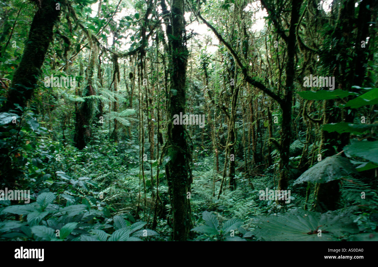 Cloud forest Costa Rica Stock Photo - Alamy