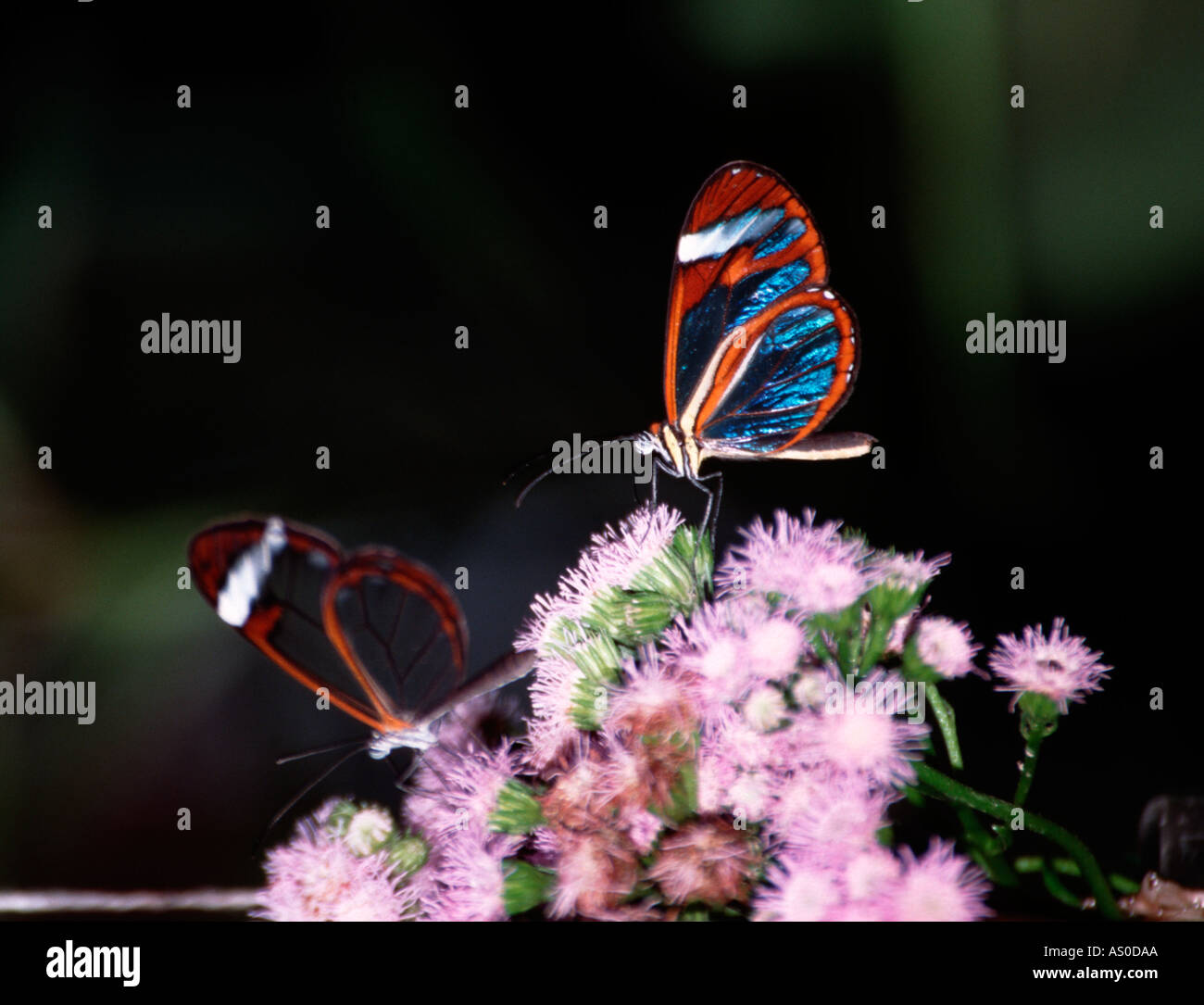 Glasswing butterfly (Greta oto), Costa Rica Stock Photo - Alamy