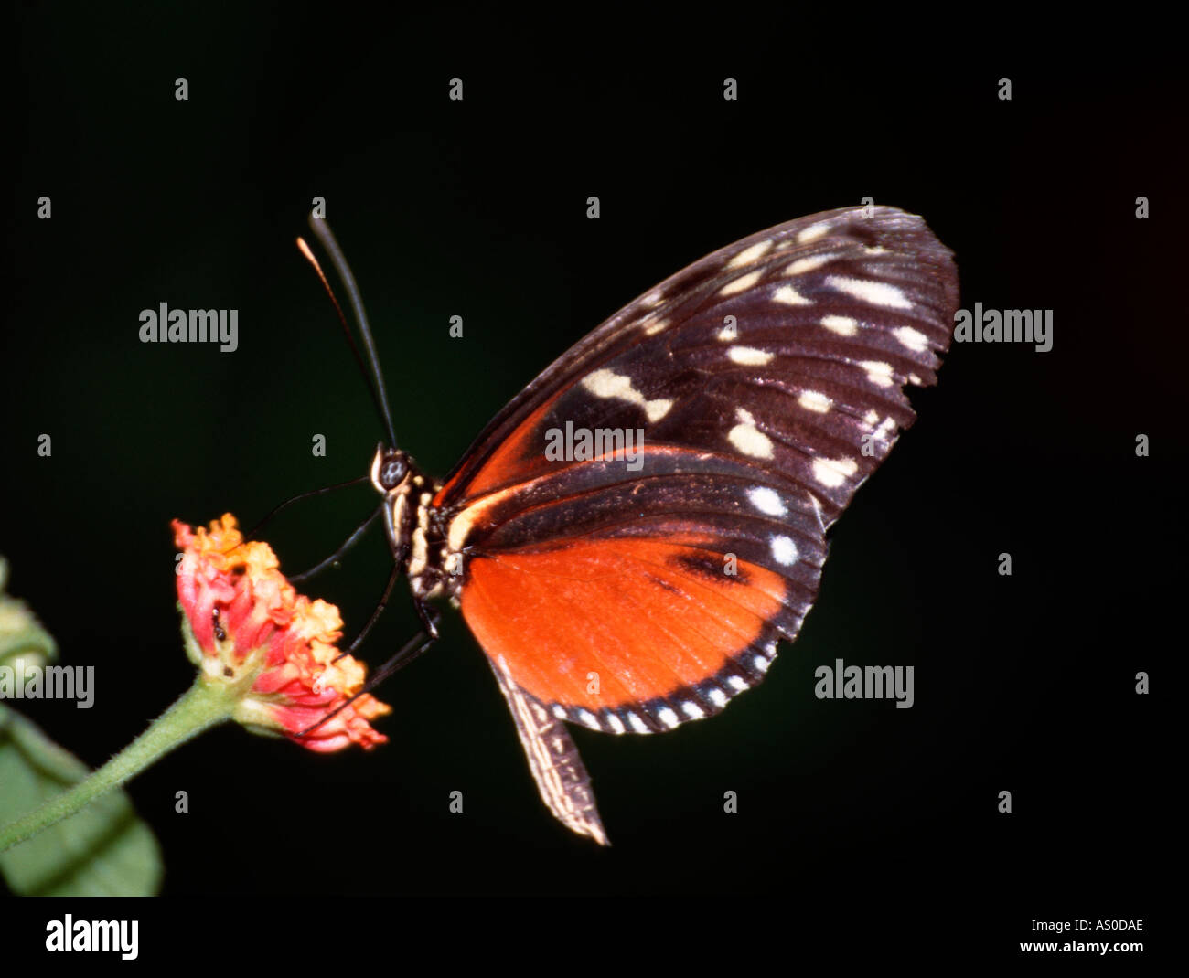 Heliconius butterfly Heliconius hecale Costa Rica Stock Photo - Alamy