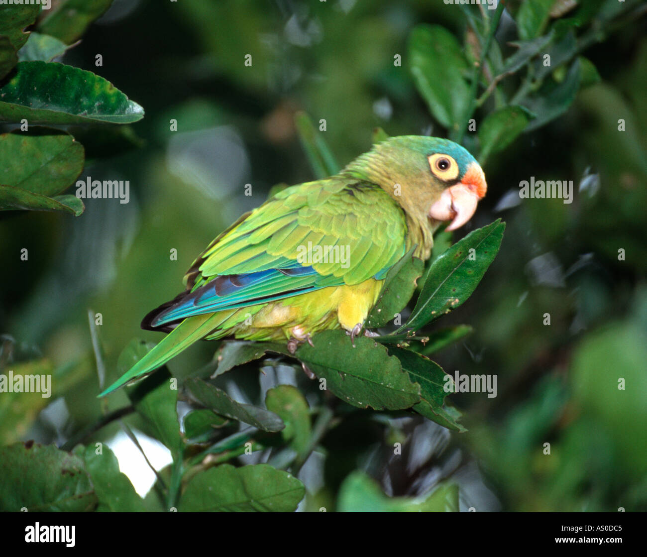 Canicularis hi-res stock photography and images - Alamy
