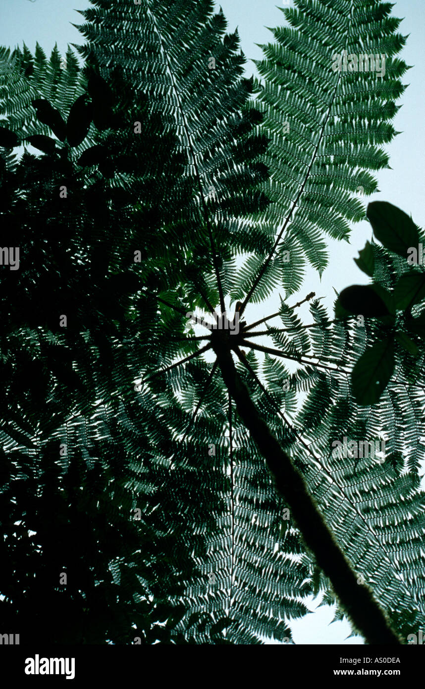 Palm fern Costa Rica Stock Photo - Alamy