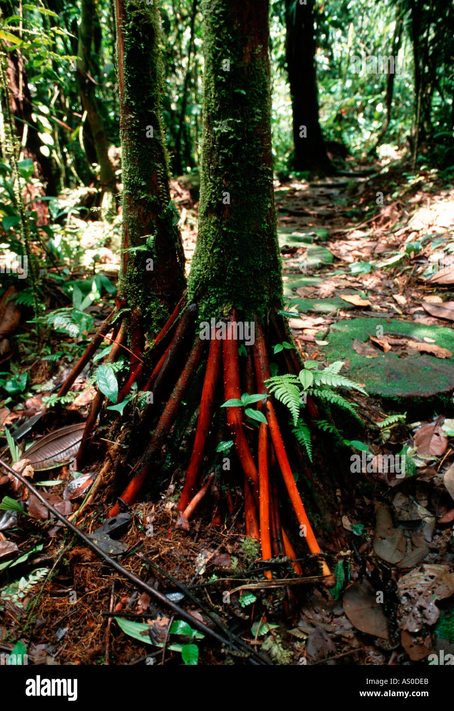 Walking palm roots hi-res stock photography and images - Alamy