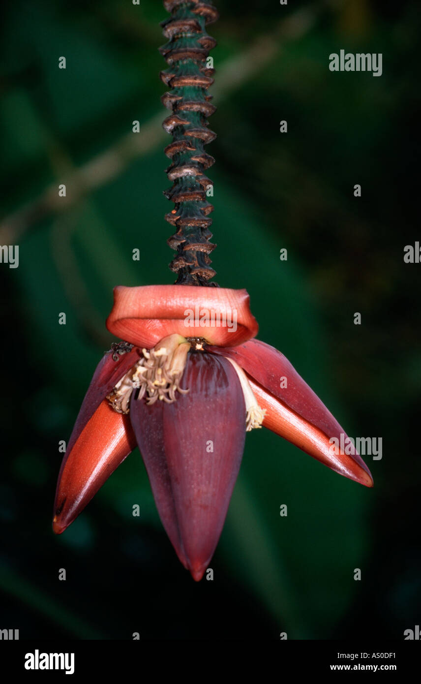 Banana flower Costa Rica Stock Photo - Alamy