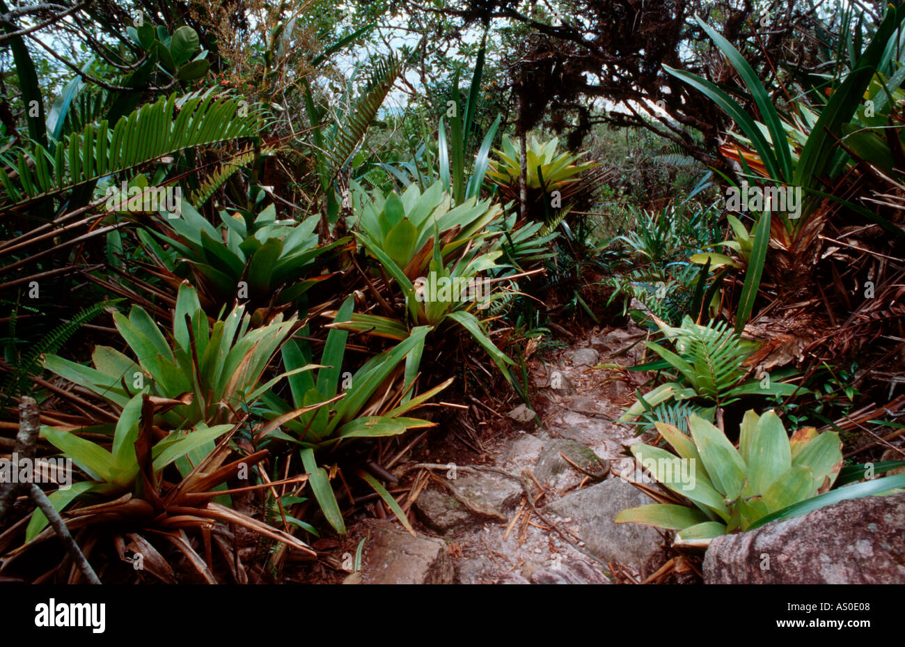 Tropical plants venezuela hi-res stock photography and images - Alamy