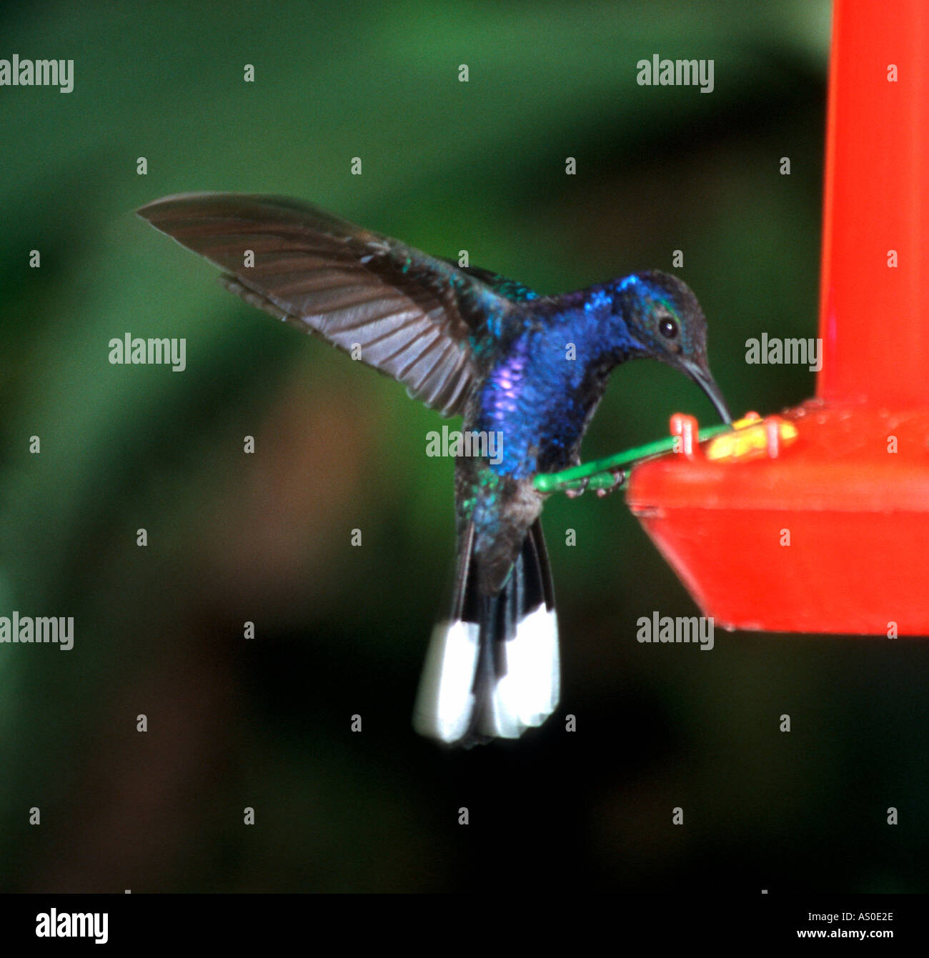 Violet sabrewing Campylopterus hemileucurus Hummingbird Costa Rica ...