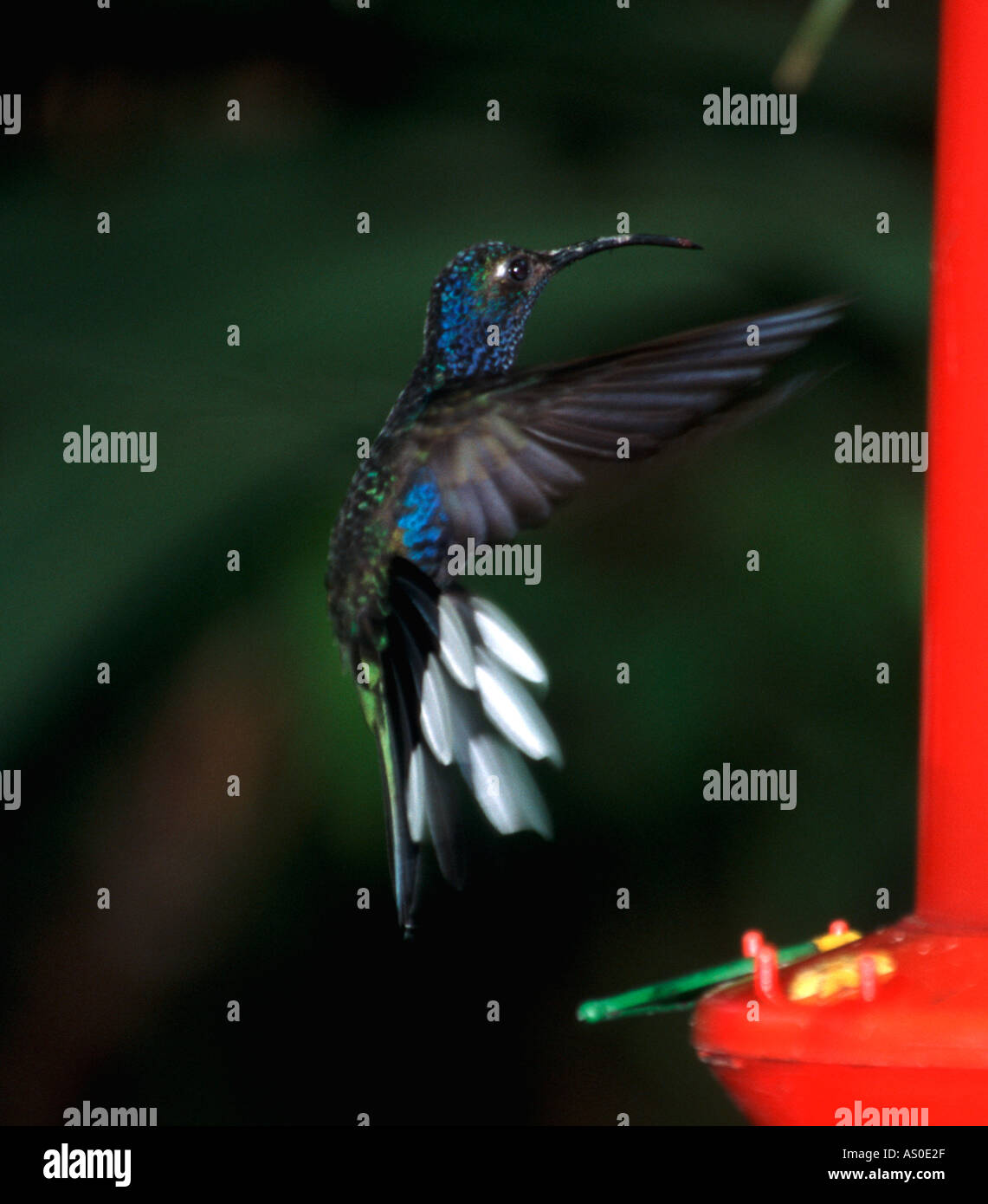 Violet sabrewing Campylopterus hemileucurus Hummingbird Costa Rica ...
