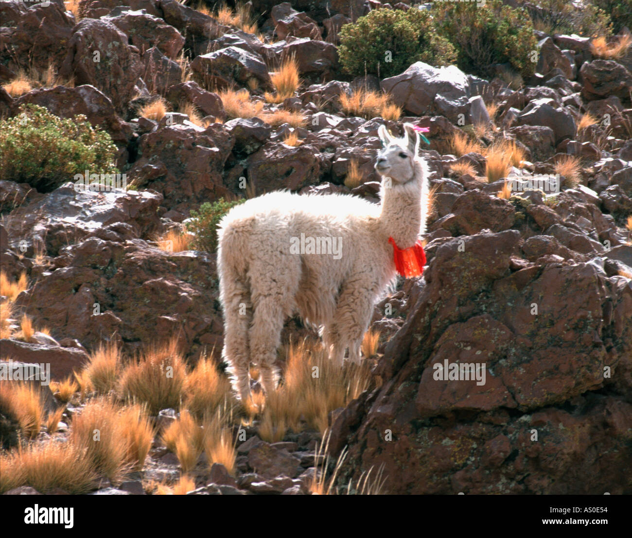 Animals bolivia hi-res stock photography and images - Alamy
