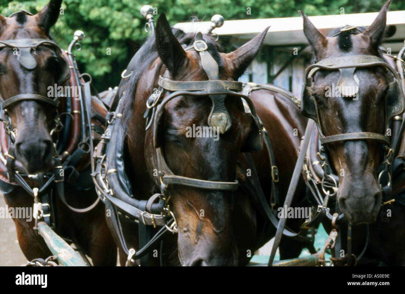 Three Legged Horse High Resolution Stock Photography and Images - Alamy