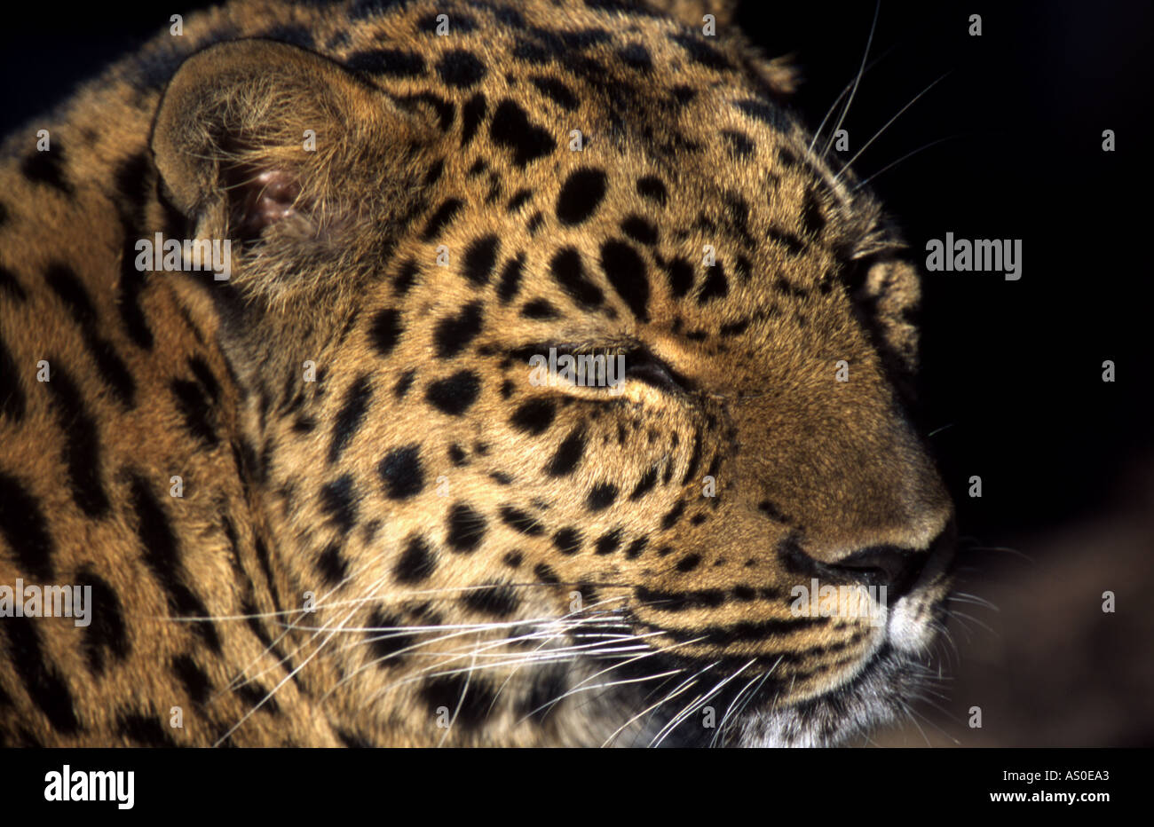 Black leopard claw hi-res stock photography and images - Alamy