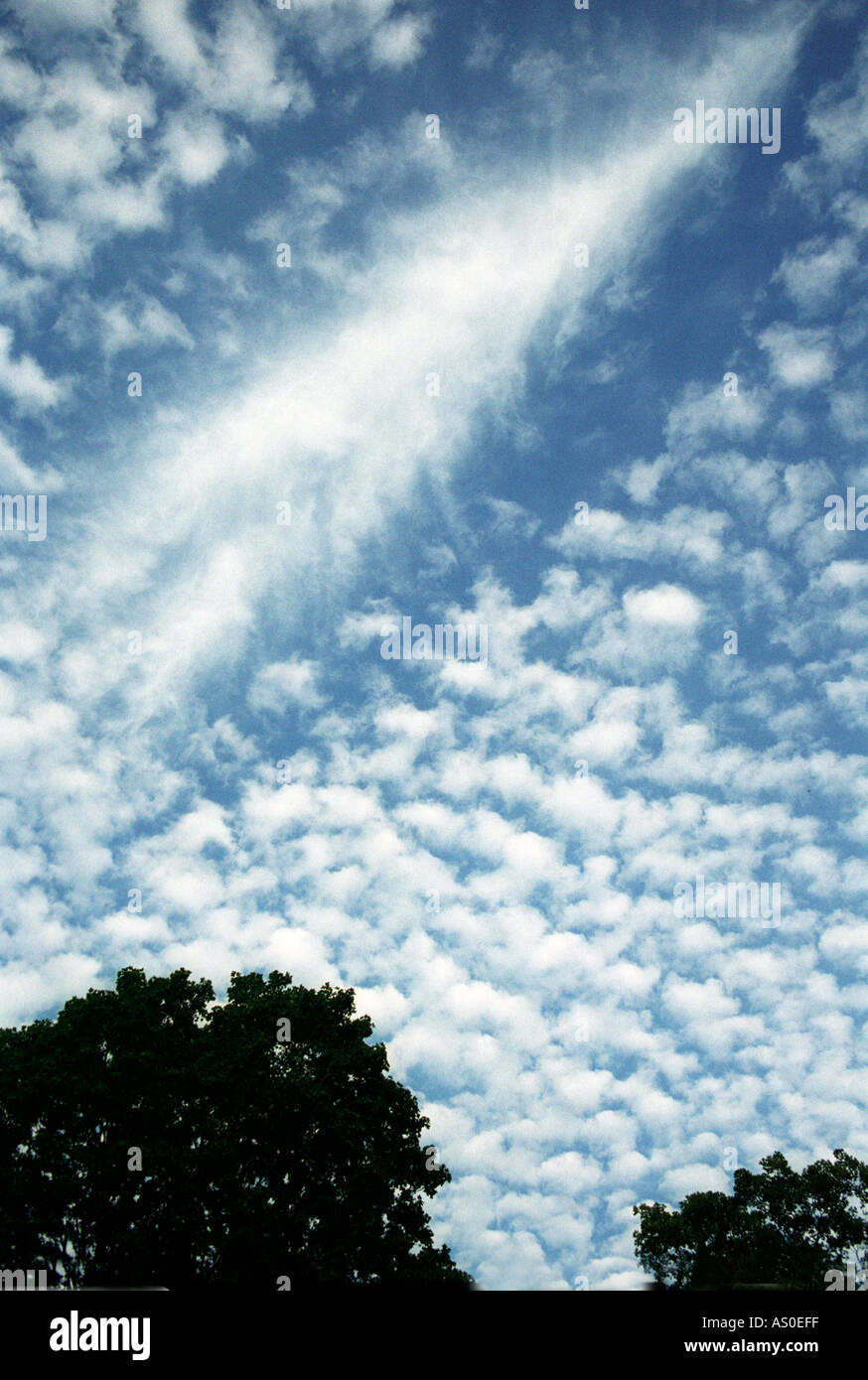 Cloud landscape through trees Stock Photo - Alamy