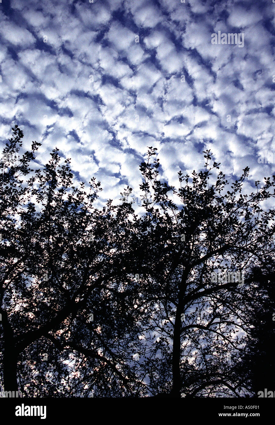 Cloud landscape through trees Stock Photo - Alamy