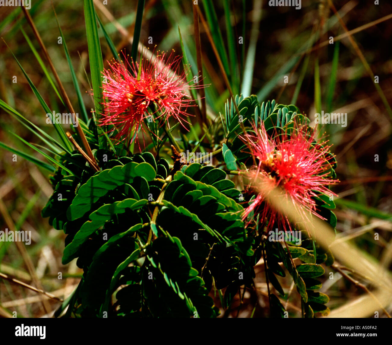 Flora gran venezuela hi-res stock photography and images - Alamy