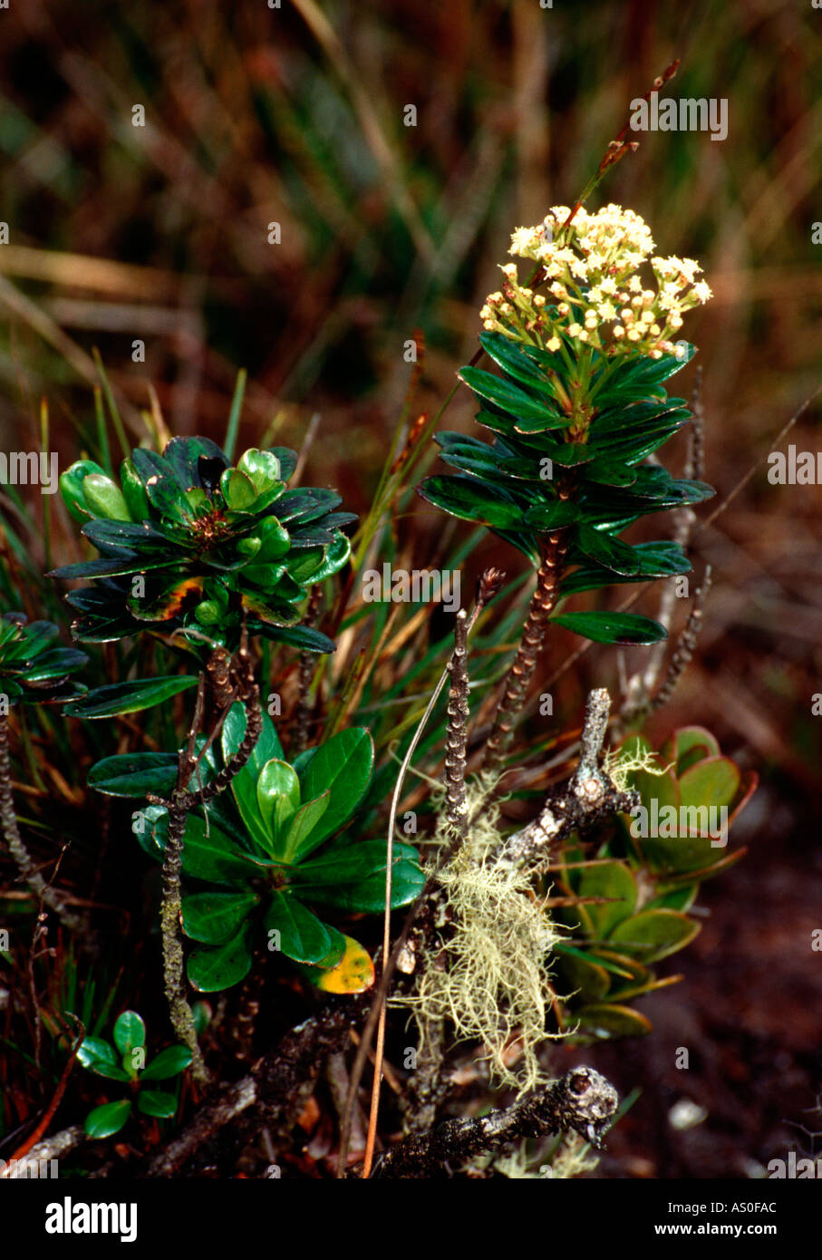 Flora growing on top of Mount Roraima Gran Sabana South Venezuela Stock ...