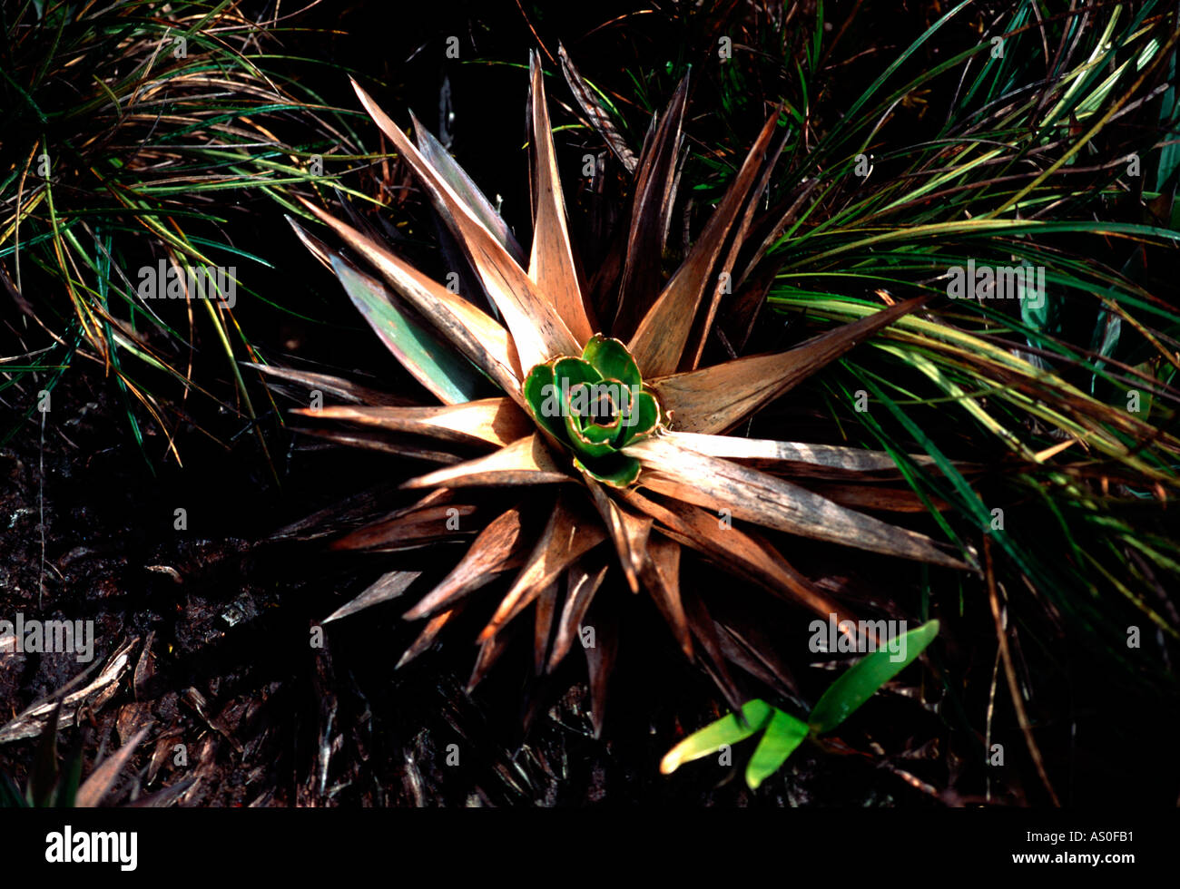 Flora gran venezuela hi-res stock photography and images - Alamy