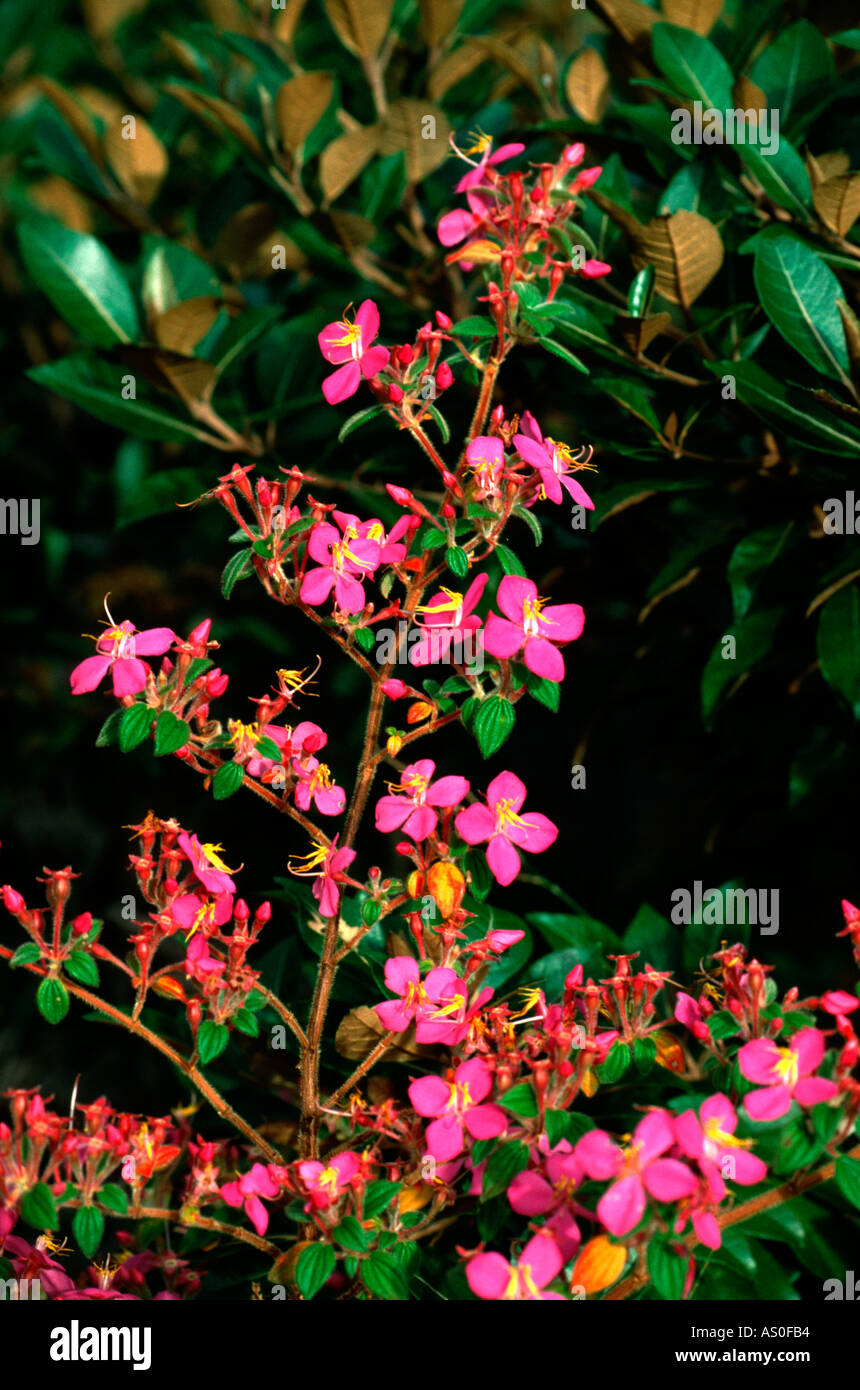 Flora gran venezuela hi-res stock photography and images - Alamy