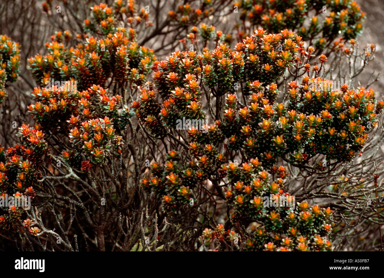 Flora gran venezuela hi-res stock photography and images - Alamy