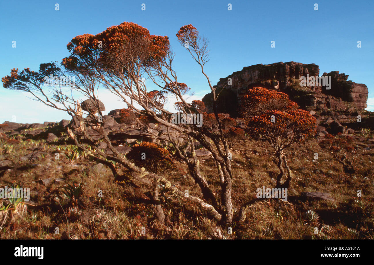 Mount roraima summit venezuela hi-res stock photography and images - Alamy