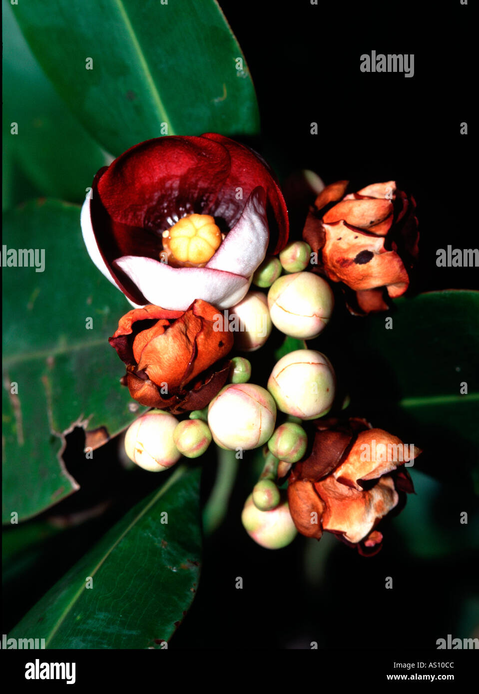 Gran sabana venezuela flower hi-res stock photography and images - Alamy