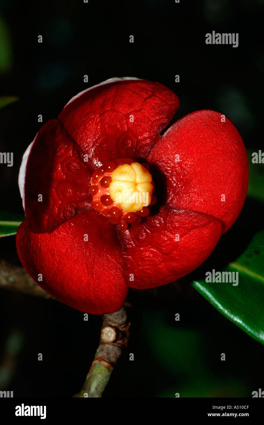 Gran sabana venezuela flower hi-res stock photography and images - Alamy