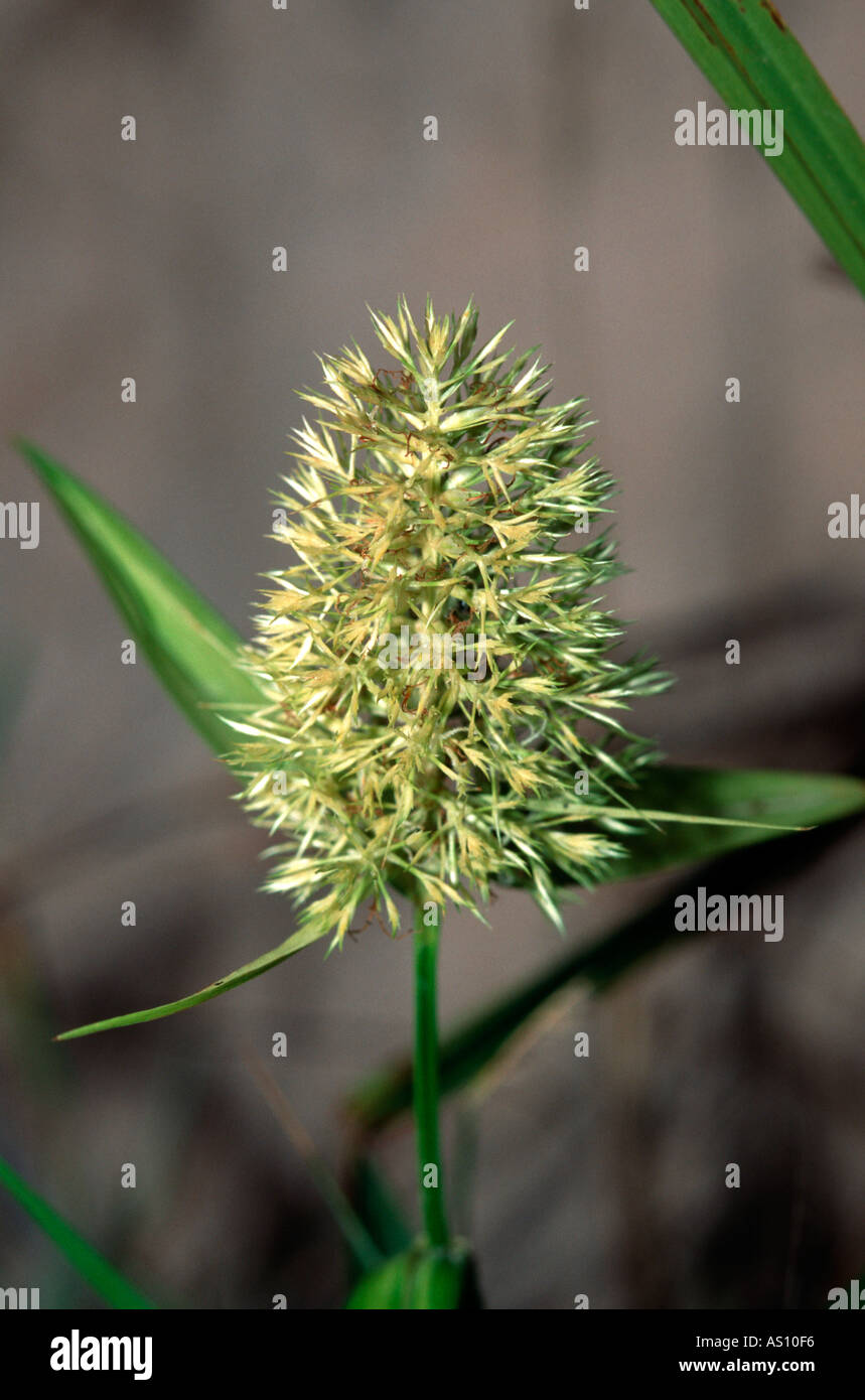 Flora of the Gran Sabana South Venezuela Stock Photo - Alamy