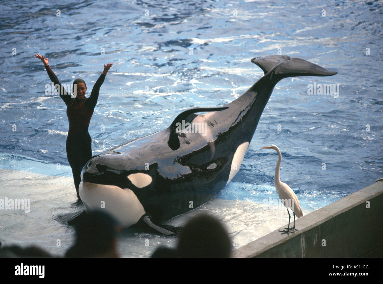 killer Whale show Stock Photo - Alamy