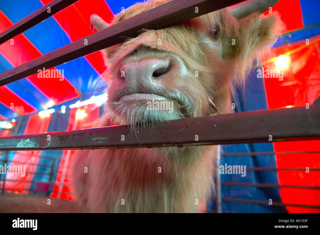Hairy cow at the circus petting zoo poking nose through the iron fence ...