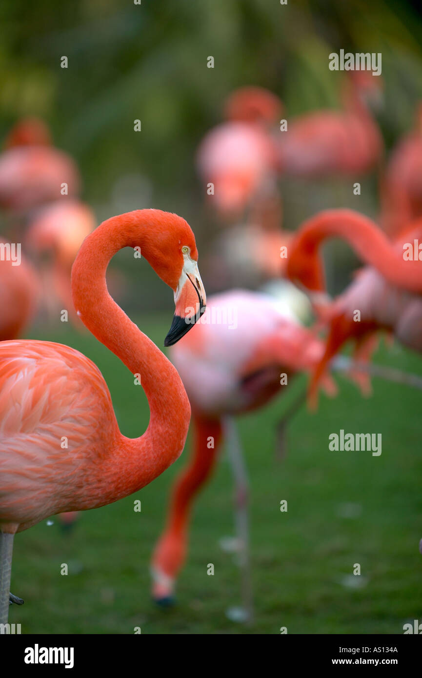 Colorful greater pink flamingo flock at Busch Gardens Tampa Florida USA ...