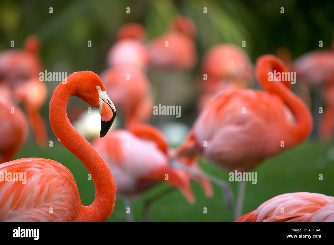 Colorful greater pink flamingo flock at Busch Gardens Tampa Florida USA ...