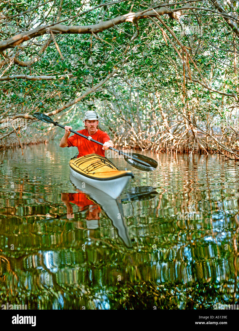 A man kayaking toward viewer within mangroves forming a canopy over the ...