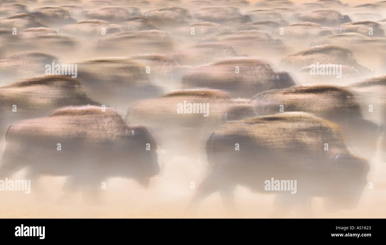buffalo stampede charging Stock Photo - Alamy
