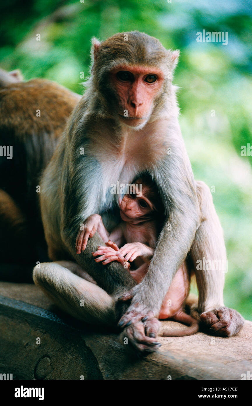 Monkey Holding Her Young Mt Popa Myanmar Burma Stock Photo - Alamy