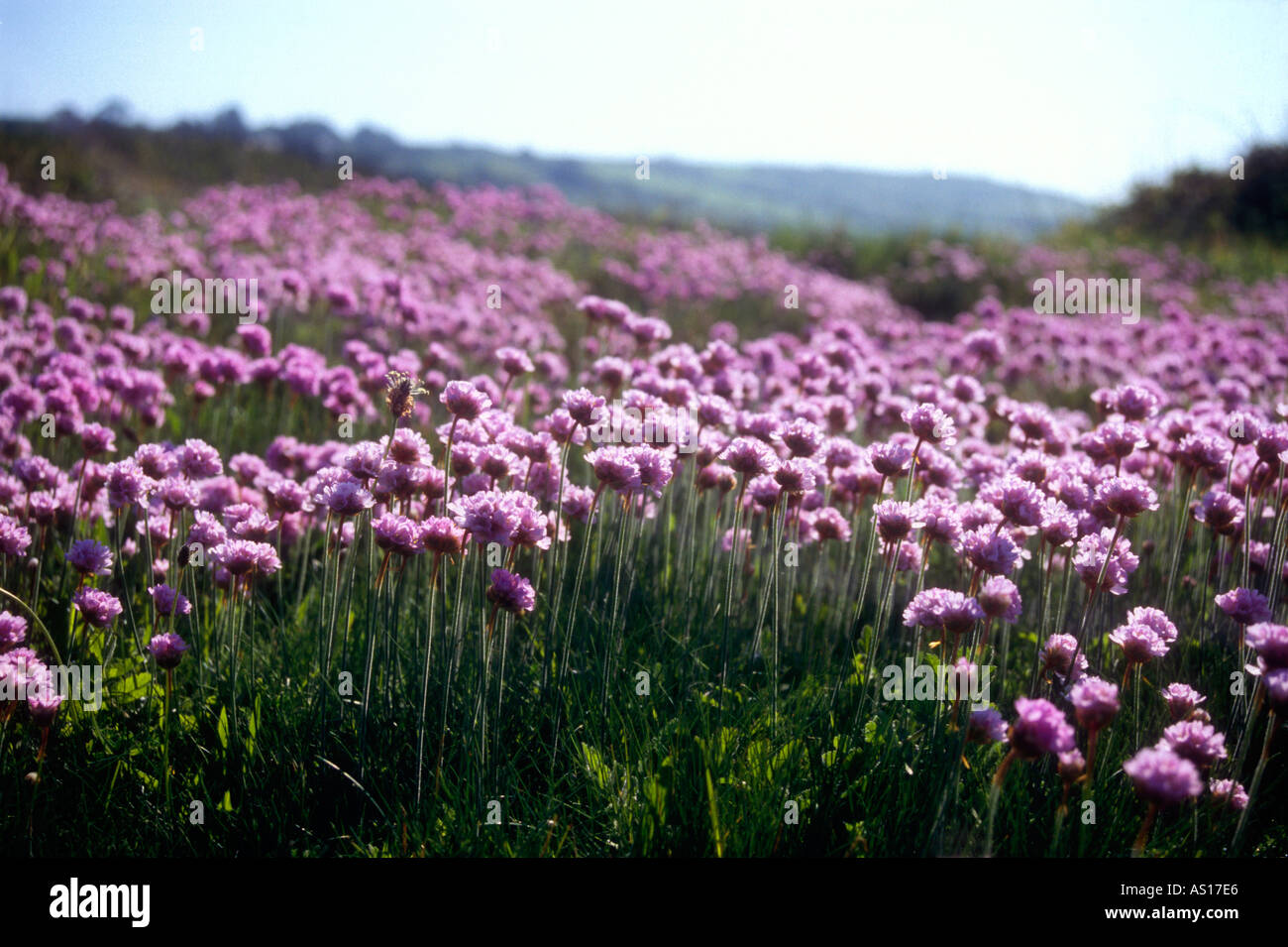 Sea Pink or Thrift or Ladies Cushion or Cliff Clover scientific name ...