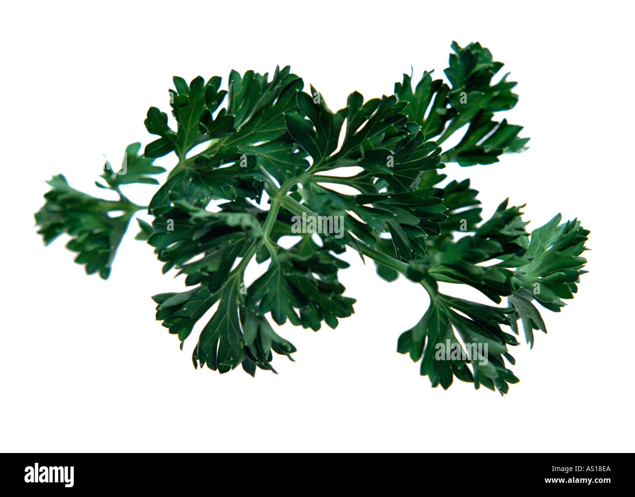 Sprig of parsley silhouetted on white background Stock Photo - Alamy