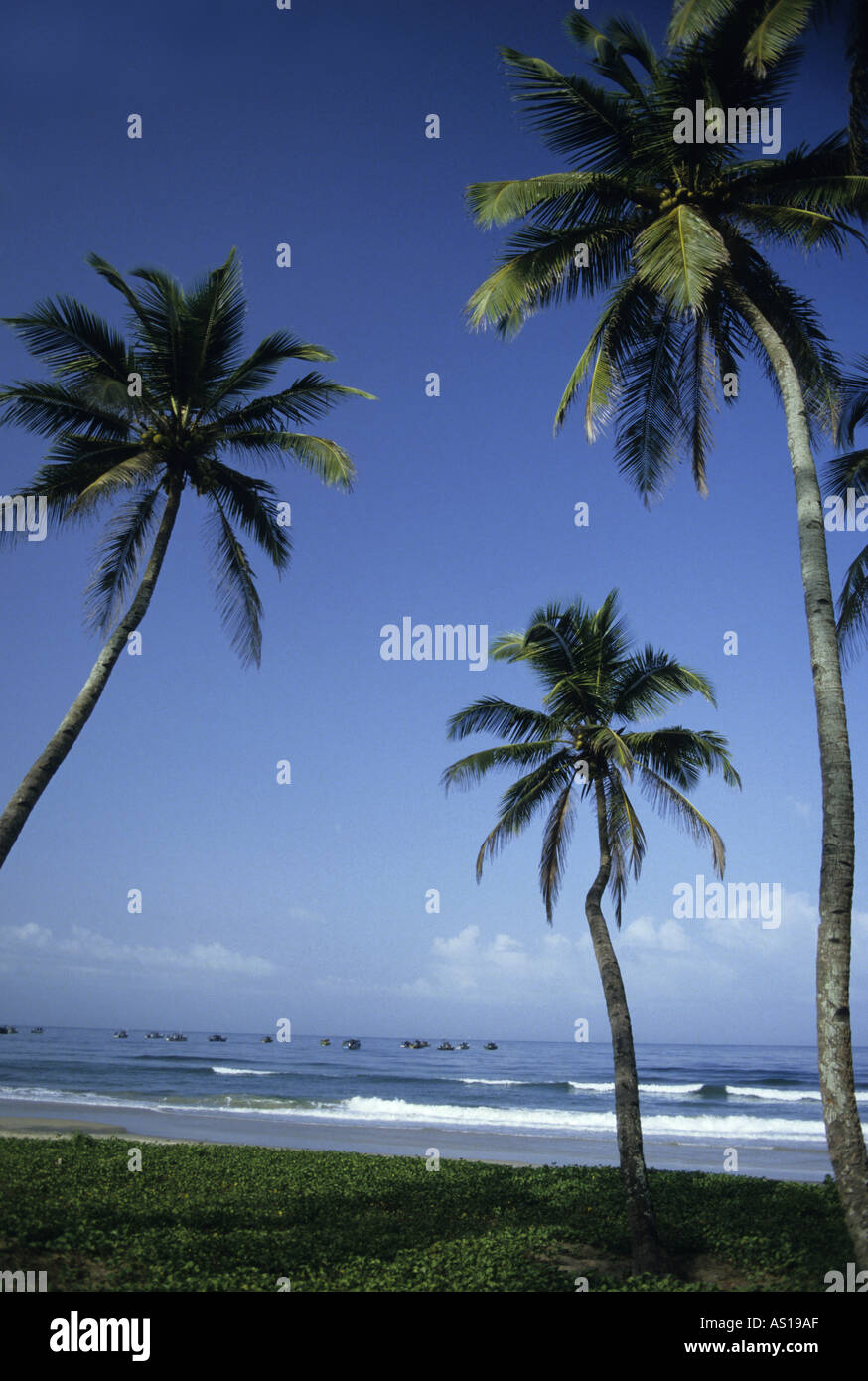 India Goa State Coconut Trees On Colva Beach Stock Photo - Alamy