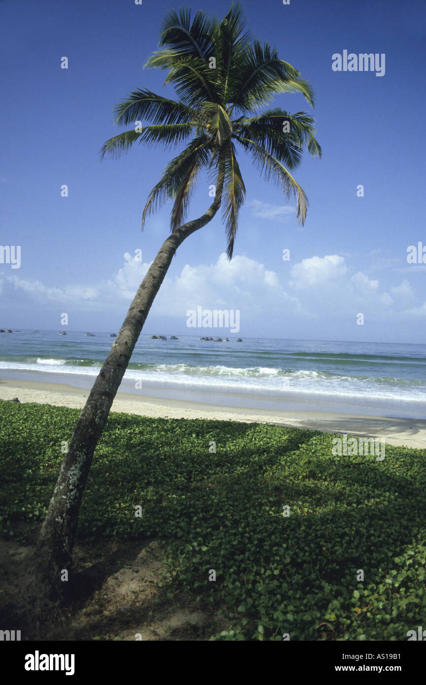 India Goa State Coconut Trees On Colva Beach Stock Photo - Alamy