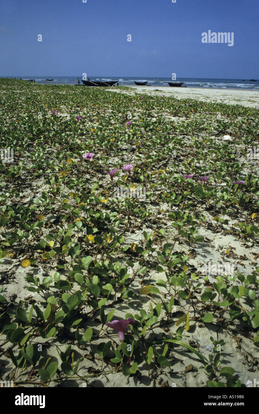 India Goa State Flowers And Plant On Colva Beach With The Typical ...
