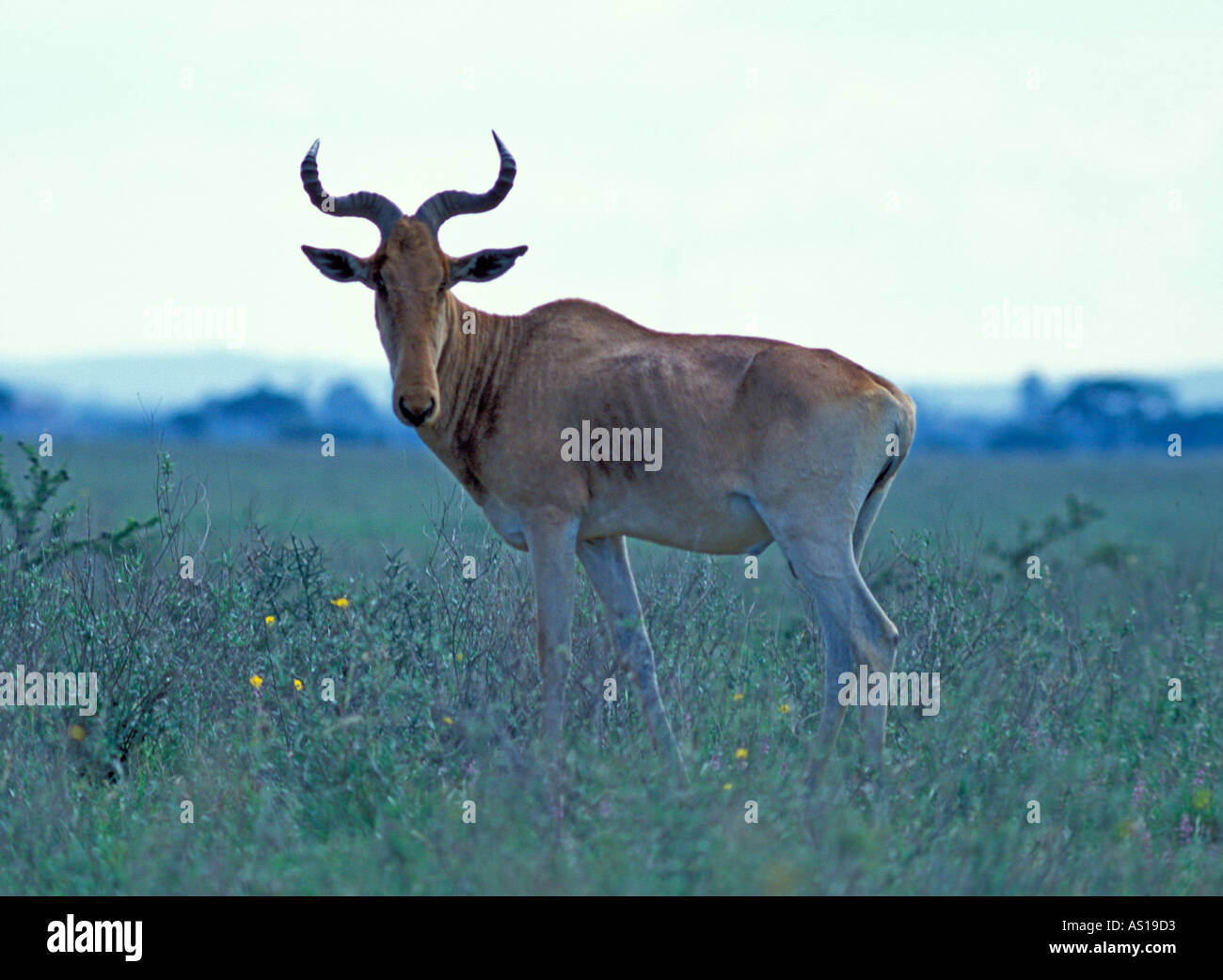 Hartebeest Alcelaphus buselaphus grassland antelope Masai Mara National ...