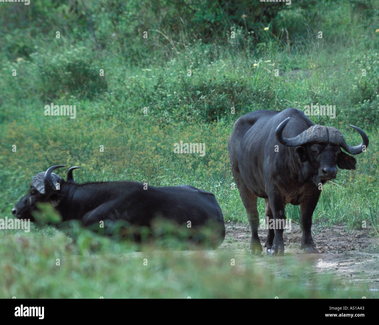Cape Buffalo wallowing in mudhole in Nariobi National Park Kenya ...