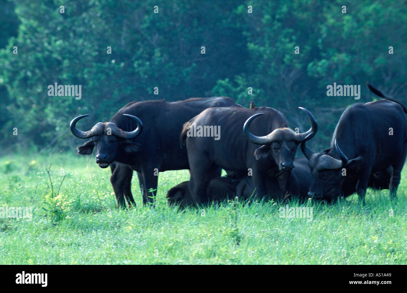 African bovid hi-res stock photography and images - Alamy
