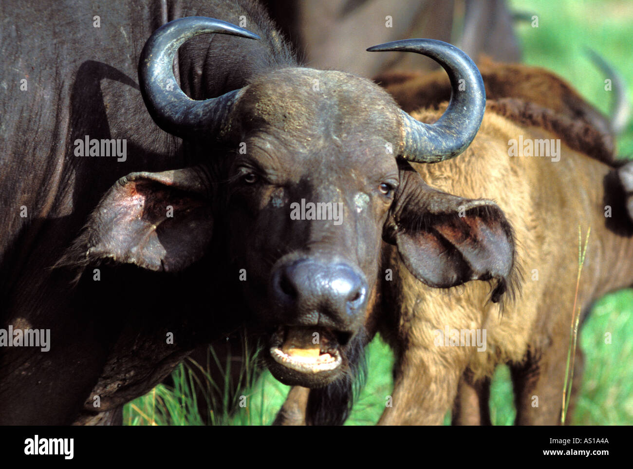 Defensive african buffalo hi-res stock photography and images - Alamy