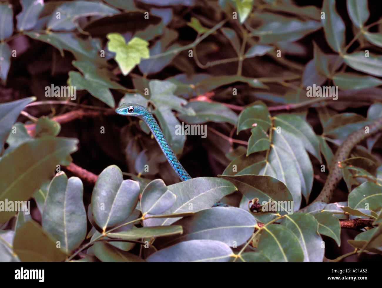Green Mamba Dendroaspis angusticeps venomous snake highly poisonous ...