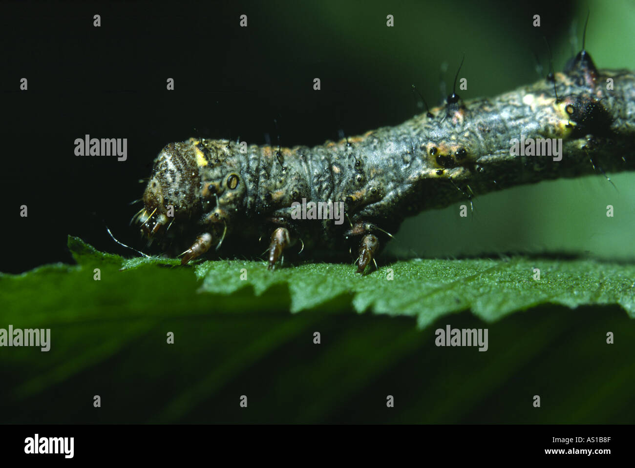 Pale brindled beauty hi-res stock photography and images - Alamy