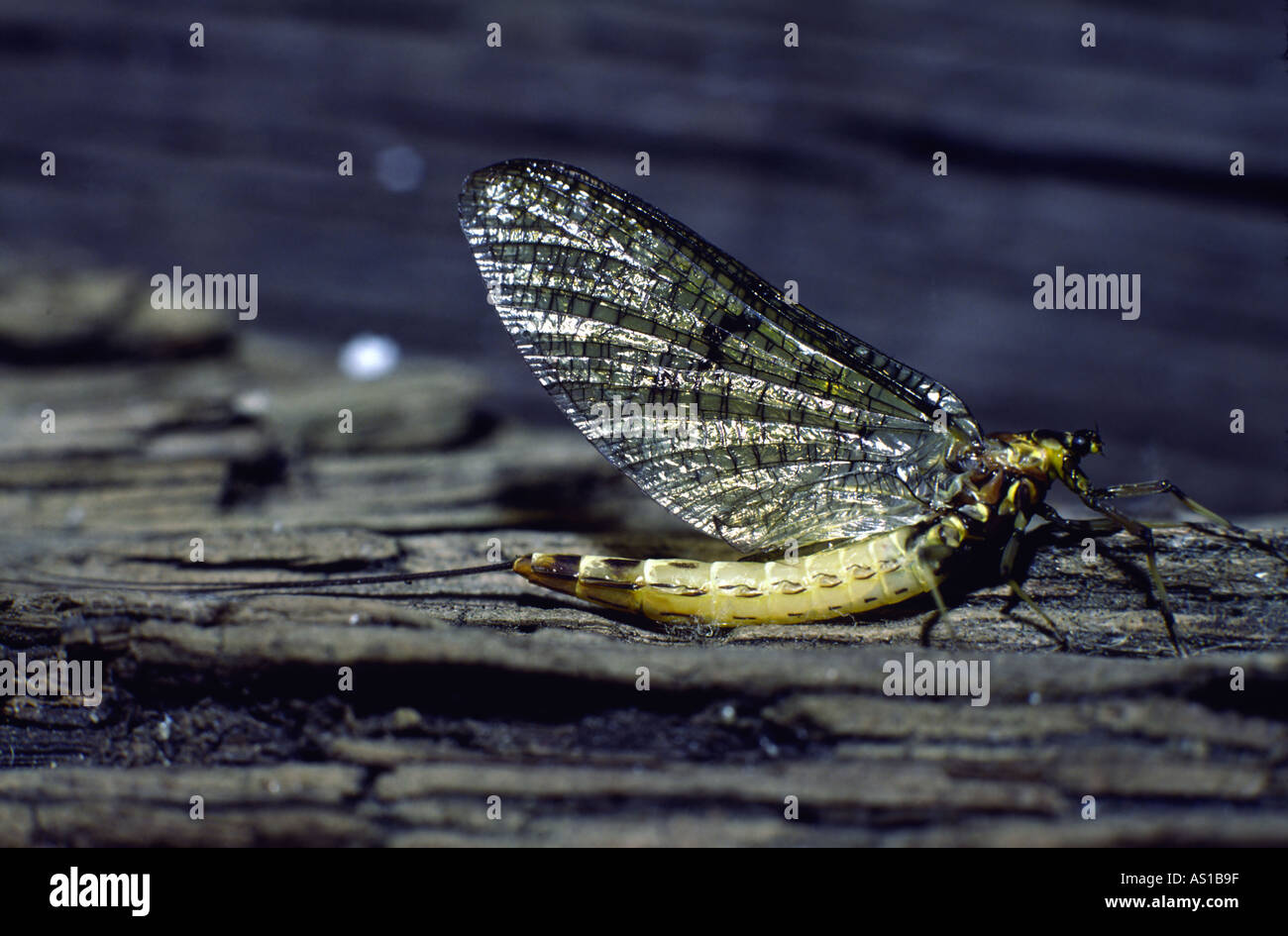 Ephemera danica nymph hi-res stock photography and images - Alamy