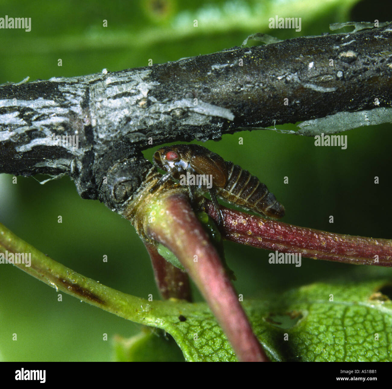Sap Sucking Bug High Resolution Stock Photography and Images - Alamy