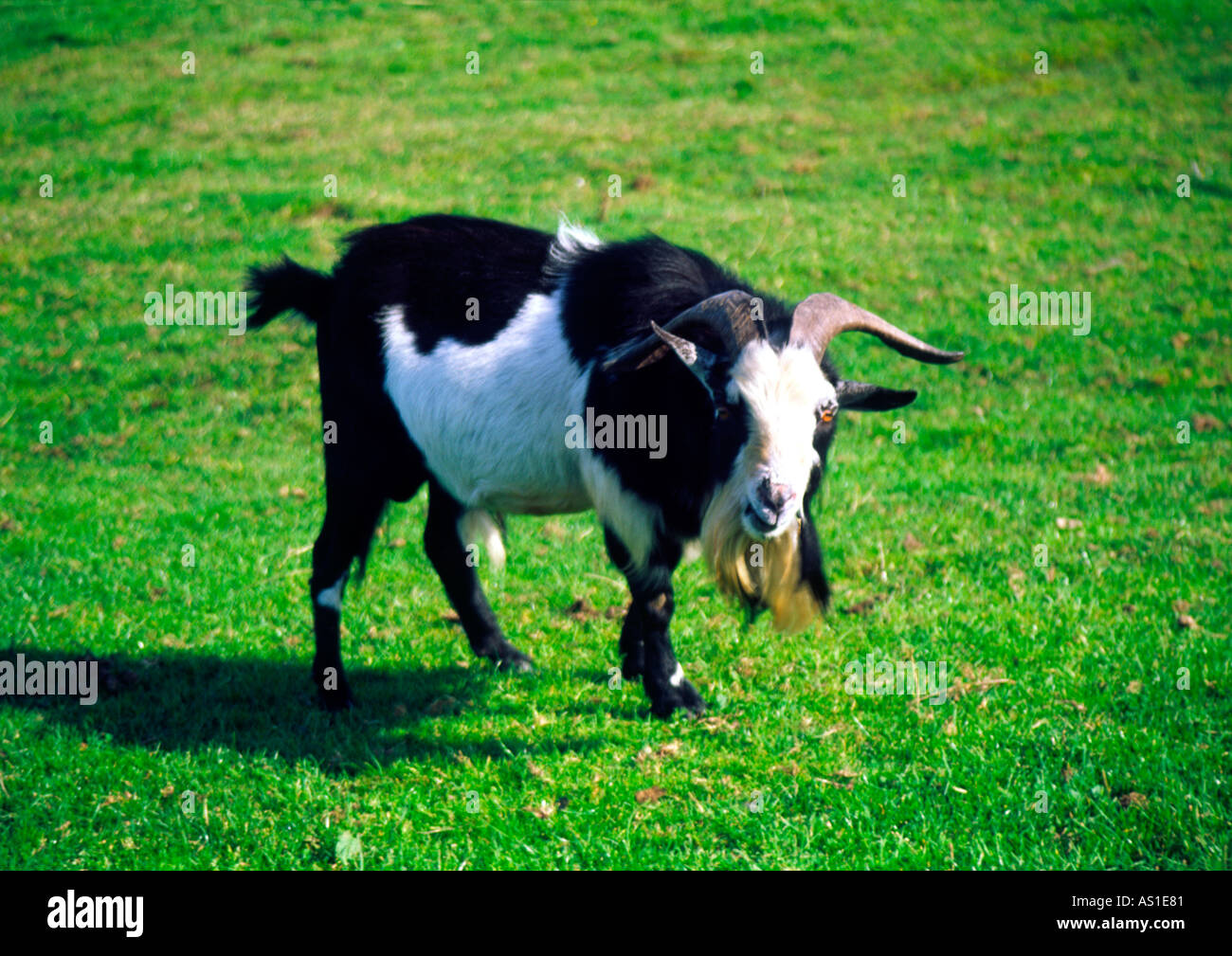 Rare breeds goats hi-res stock photography and images - Alamy