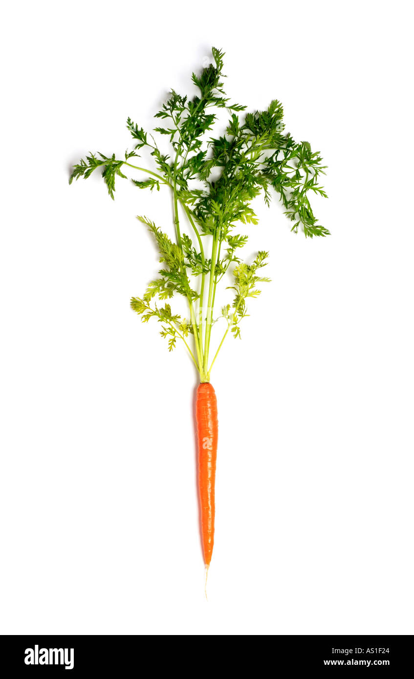 Carrot outline hi-res stock photography and images - Alamy