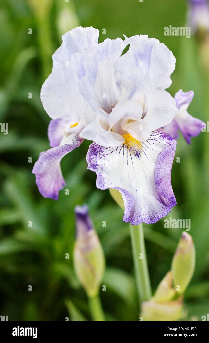 Summer iris hi-res stock photography and images - Alamy