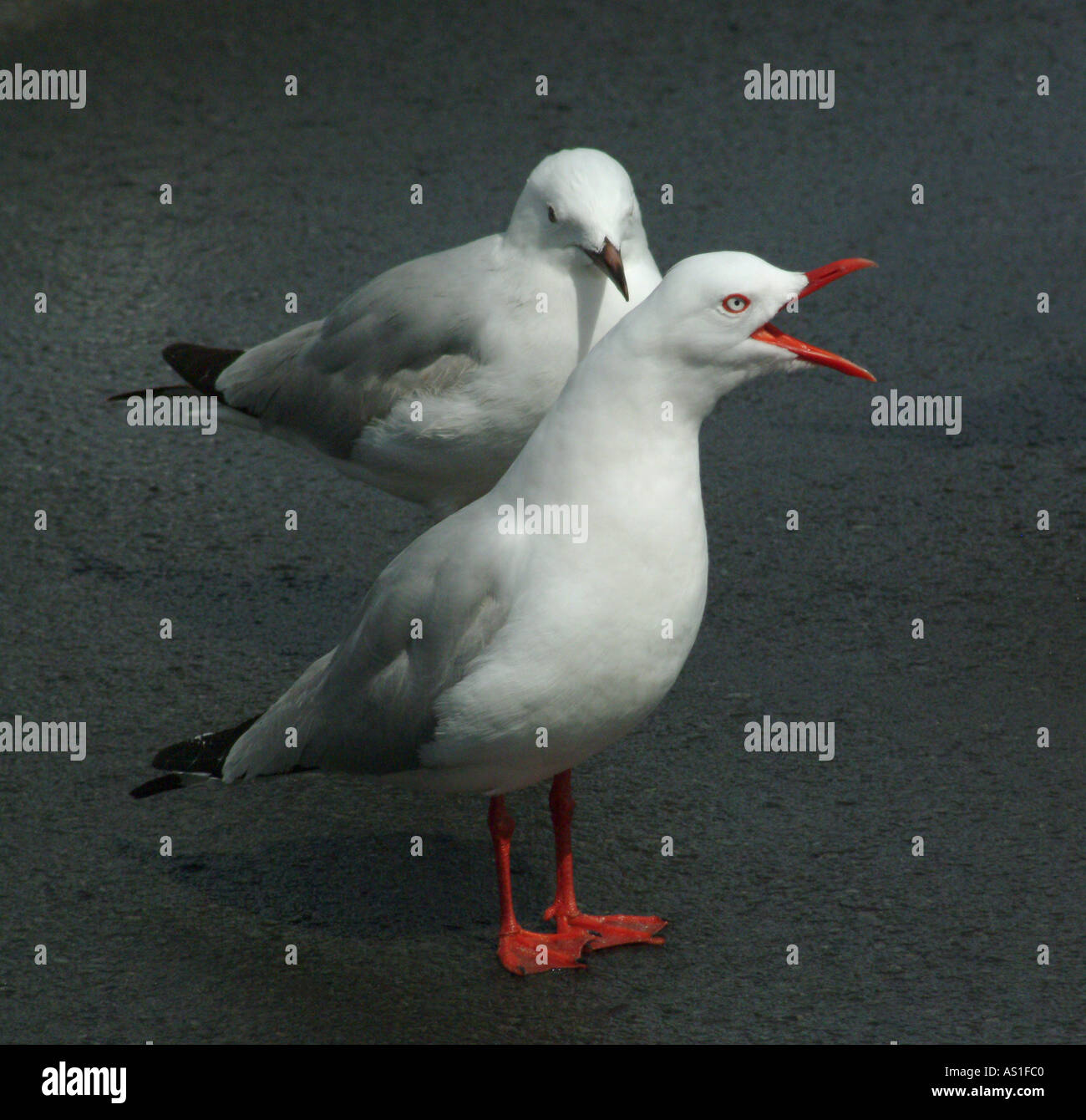 Angry seagull flight hi-res stock photography and images - Alamy