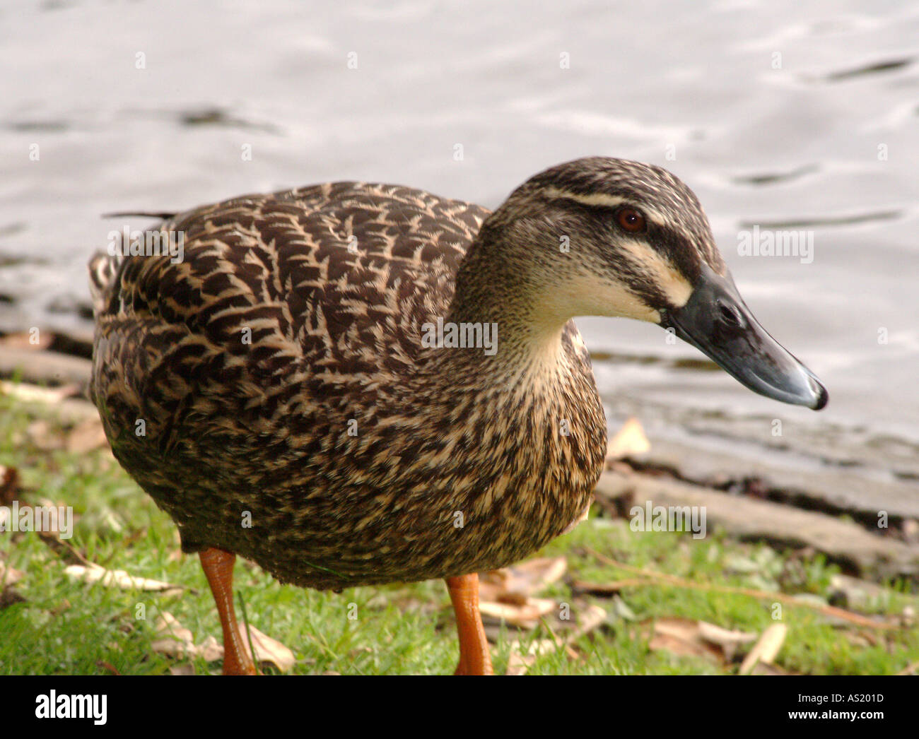 Auckland duck hi-res stock photography and images - Alamy